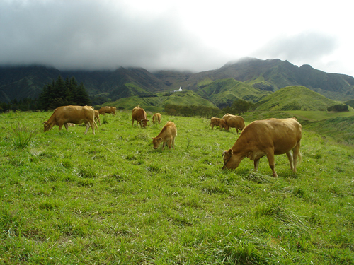 Local food specialties | 道の駅 阿蘇Michi no Eki Aso