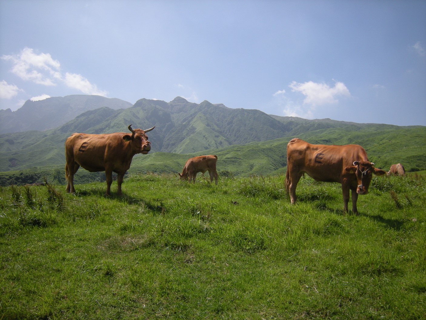 Aso Akaushi Beef | 道の駅 阿蘇Michi no Eki Aso