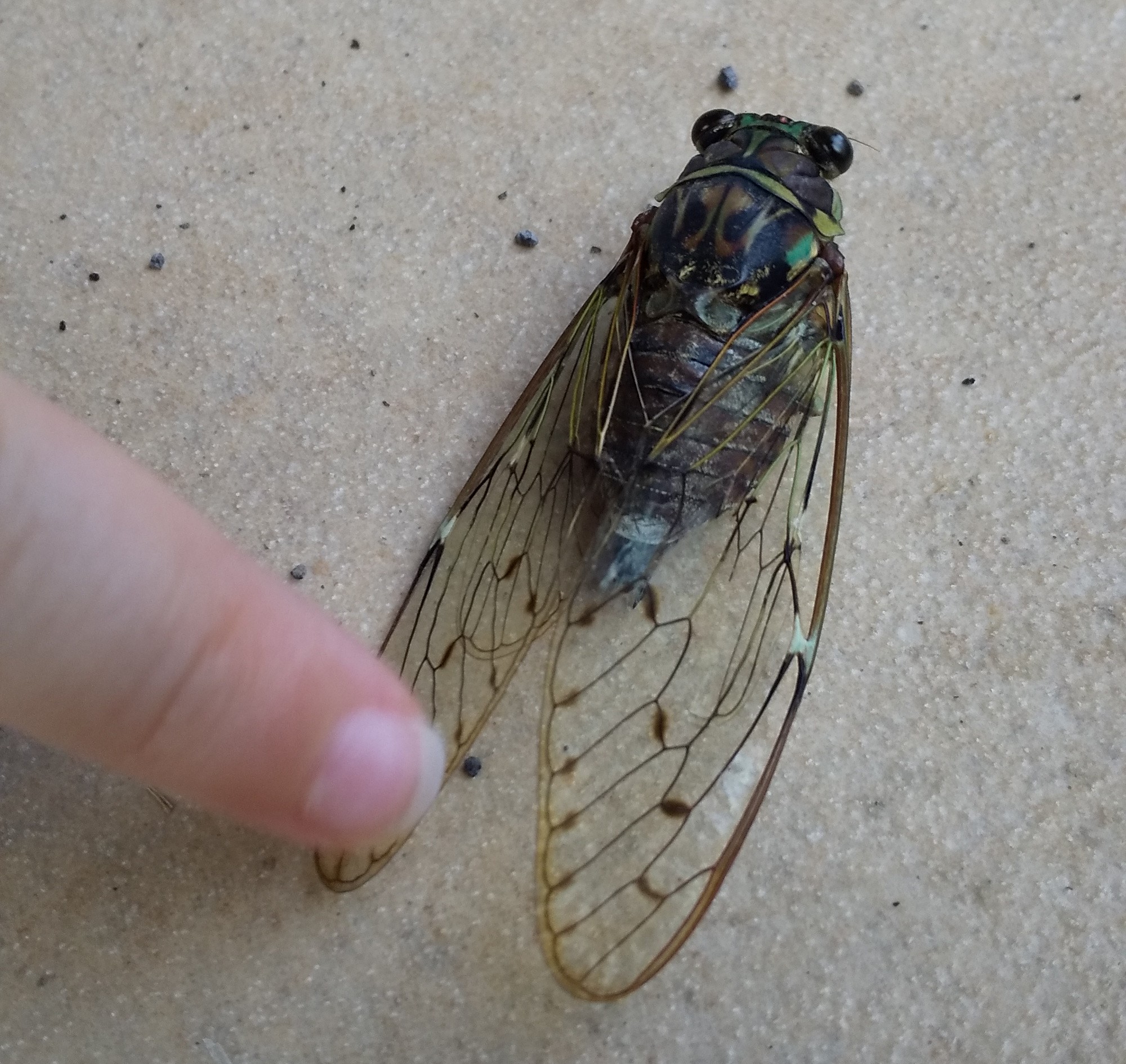 Summer bug watch in Aso (cicada) | 道の駅 阿蘇Michi no Eki Aso