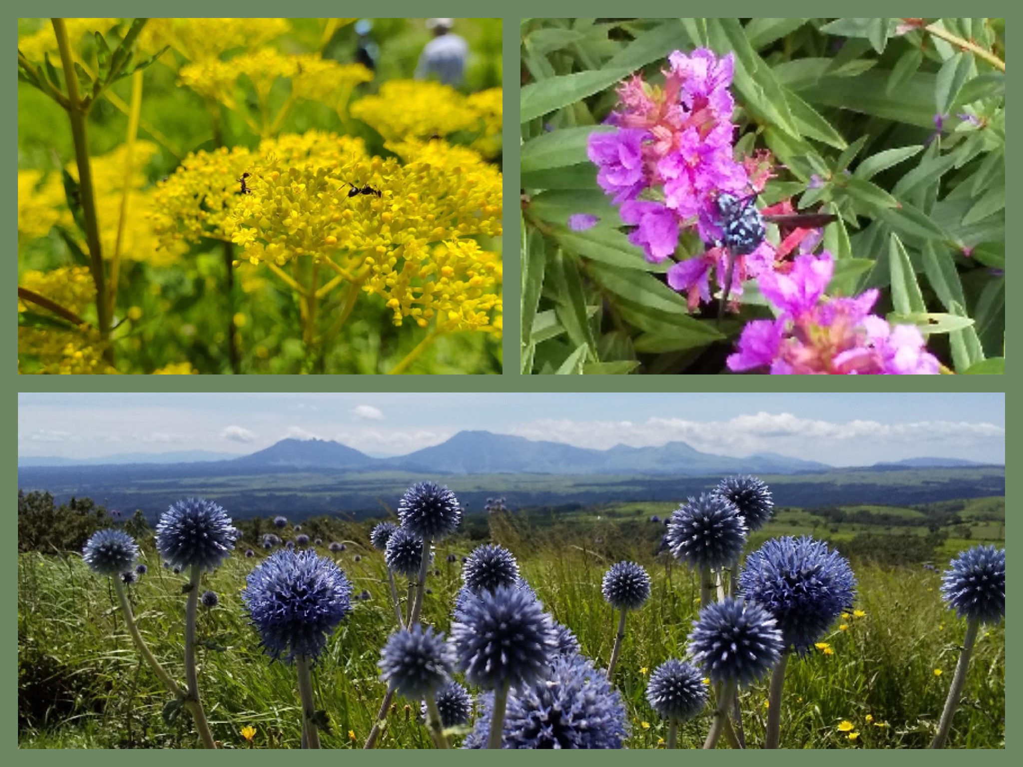 Beautiful wildflowers and lovely insects,relaxing walk at Higotai park ...