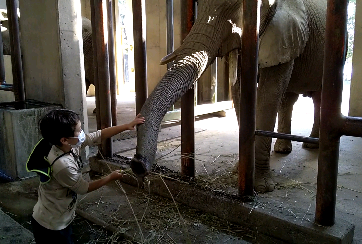 A nice day to see healthy African elephants eating grass from Aso! | 道の ...
