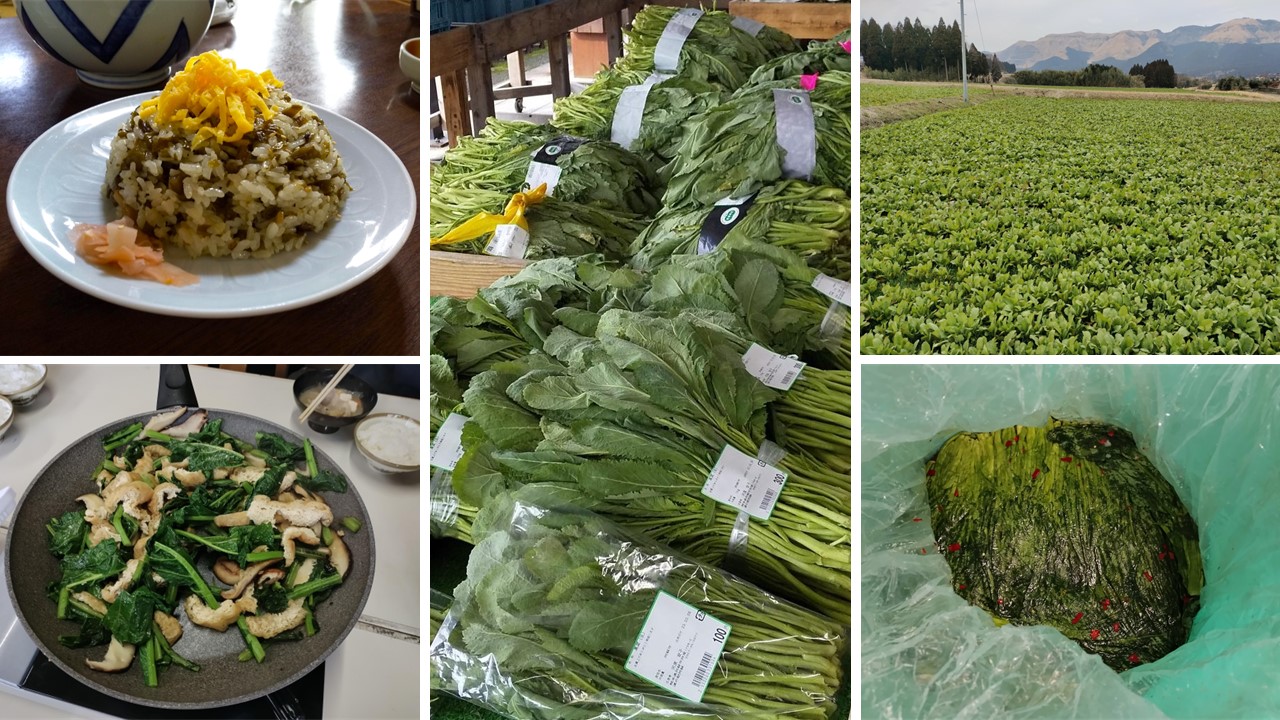 Spring is harvest season of Aso Takana mustard green! | 道の駅 阿蘇Michi no ...