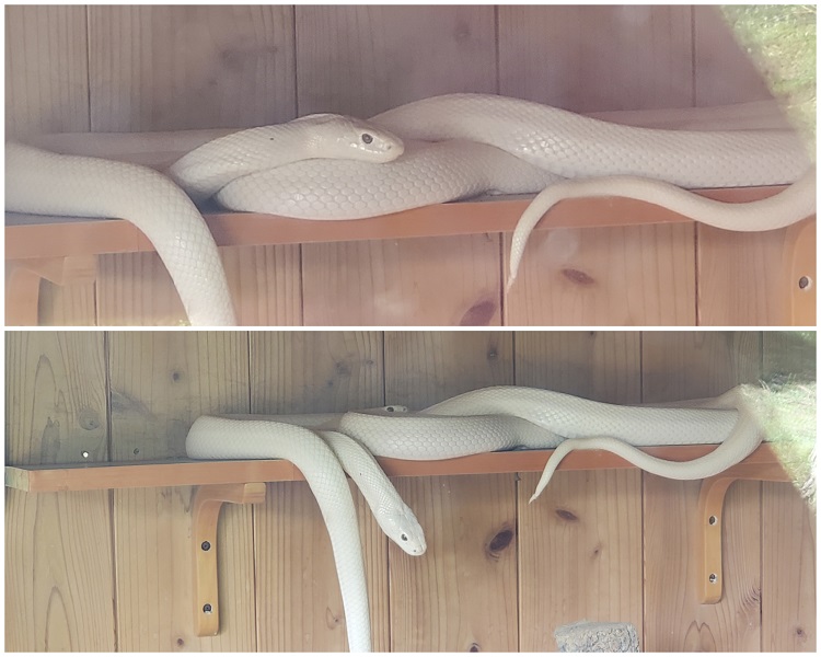 Akamizu Hebi’Ishi Shrine – Home of the Snake God | 道の駅 阿蘇Michi no Eki Aso