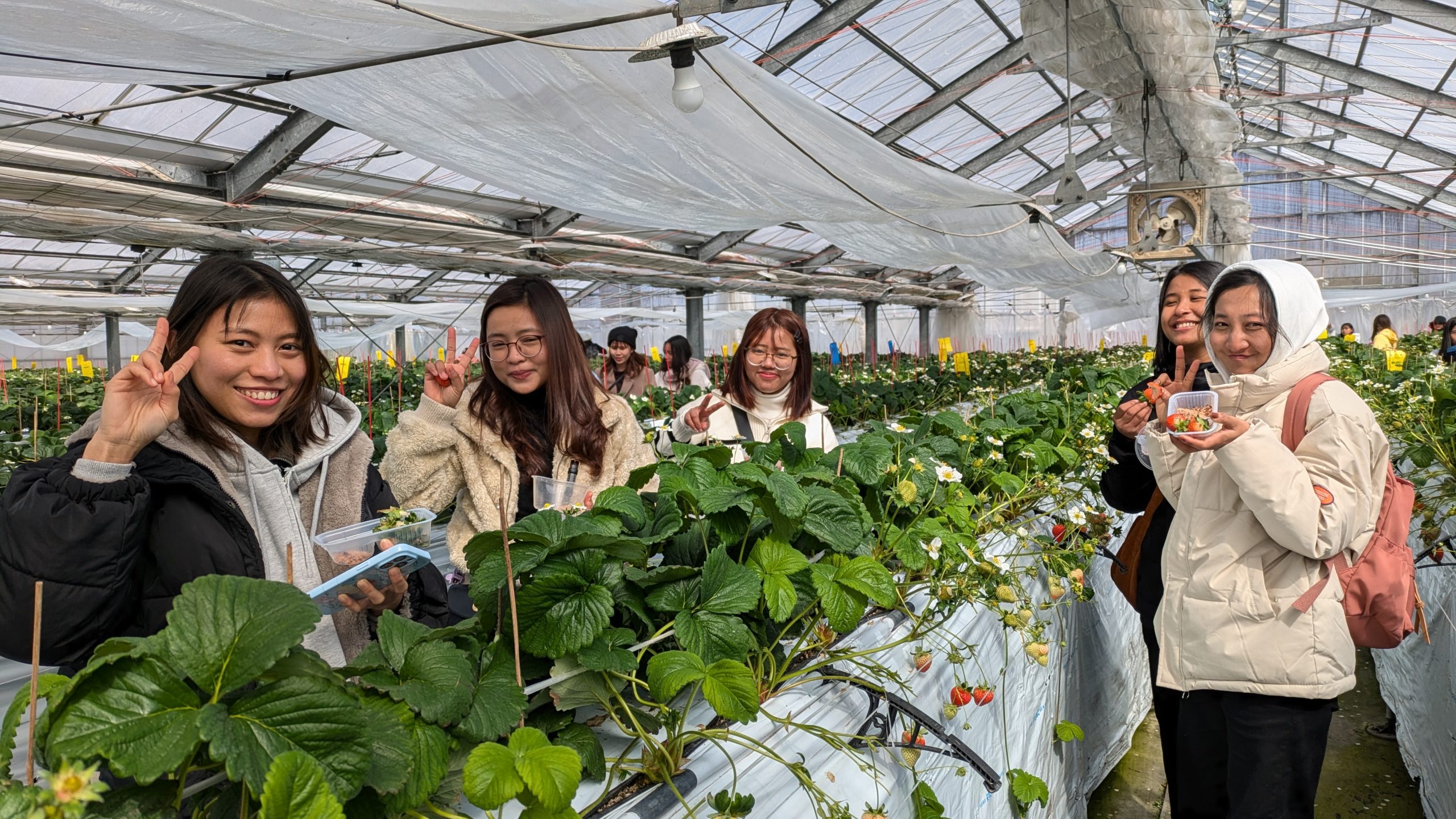 Fukuno-kami Daikokuten Shrine and Strawberry Picking – Nihongo Asobiba ...