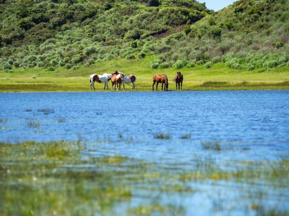 Important Notice for Visiting Kusasenri: Please Do Not Approach Grazing ...